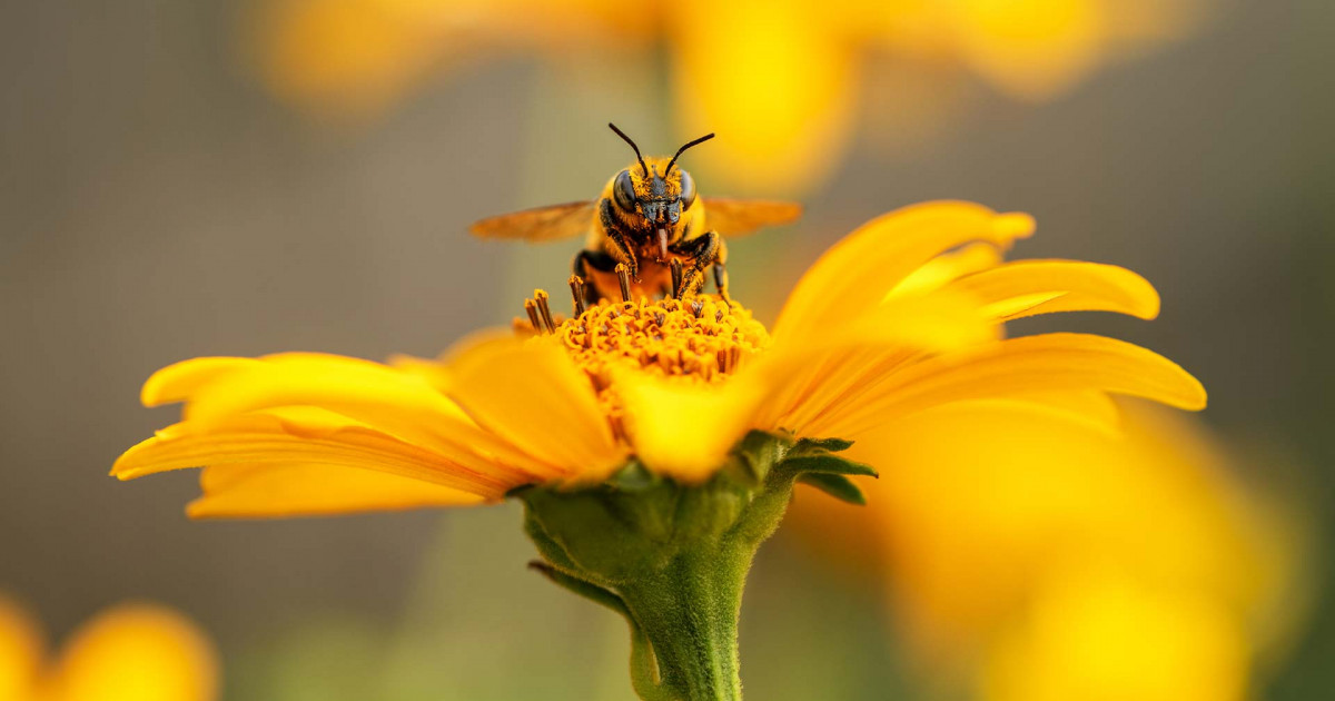 Il nostro futuro è nelle zampe di un’ape. Scopri perché.